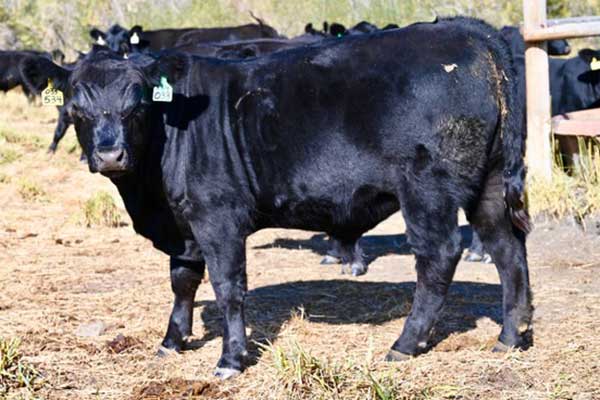 Our Bulls | Saddle Butte Ranch